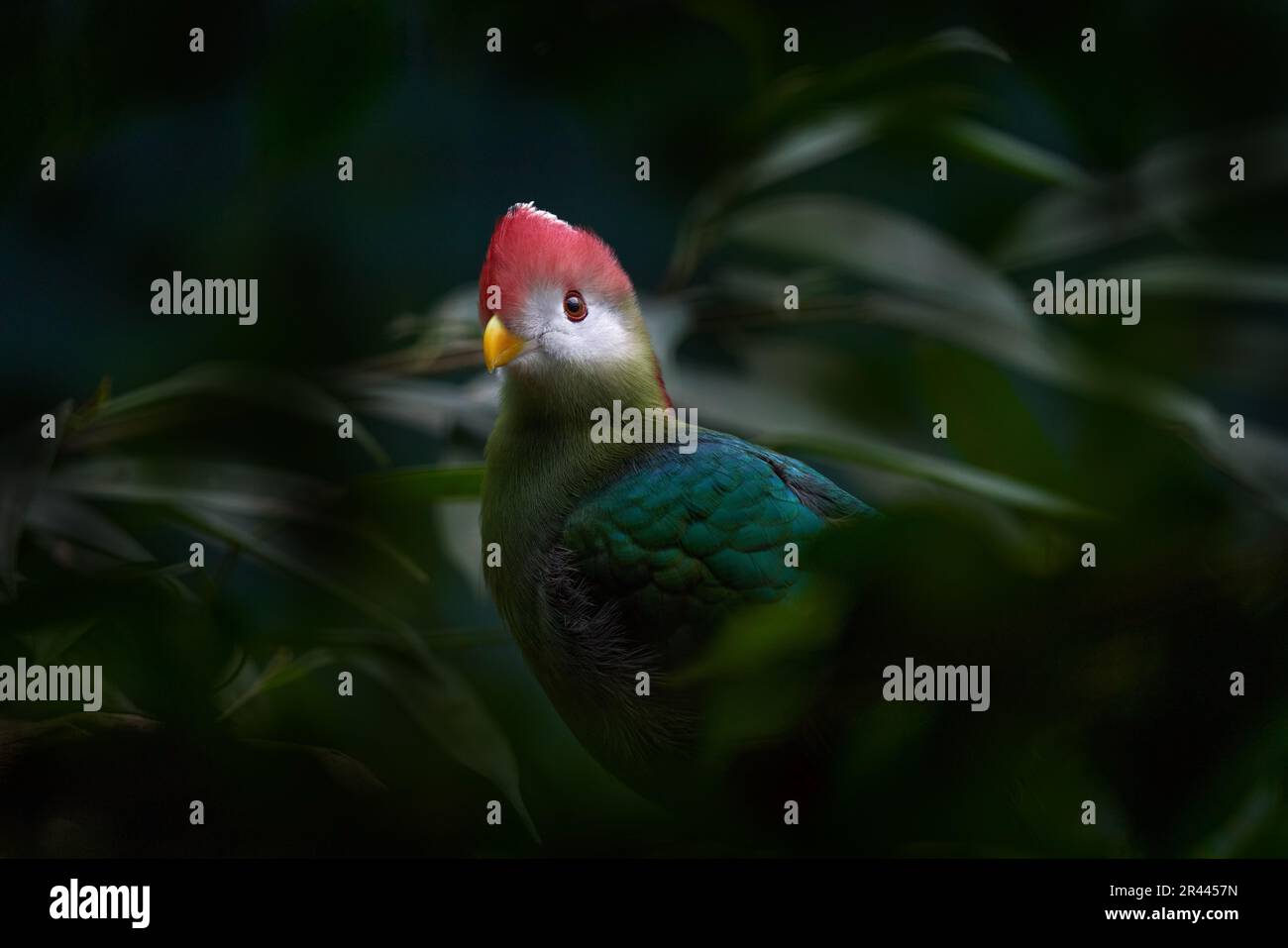 Red-crested turaco, Tauraco erythrolophus, turaco, bird endemic to ...