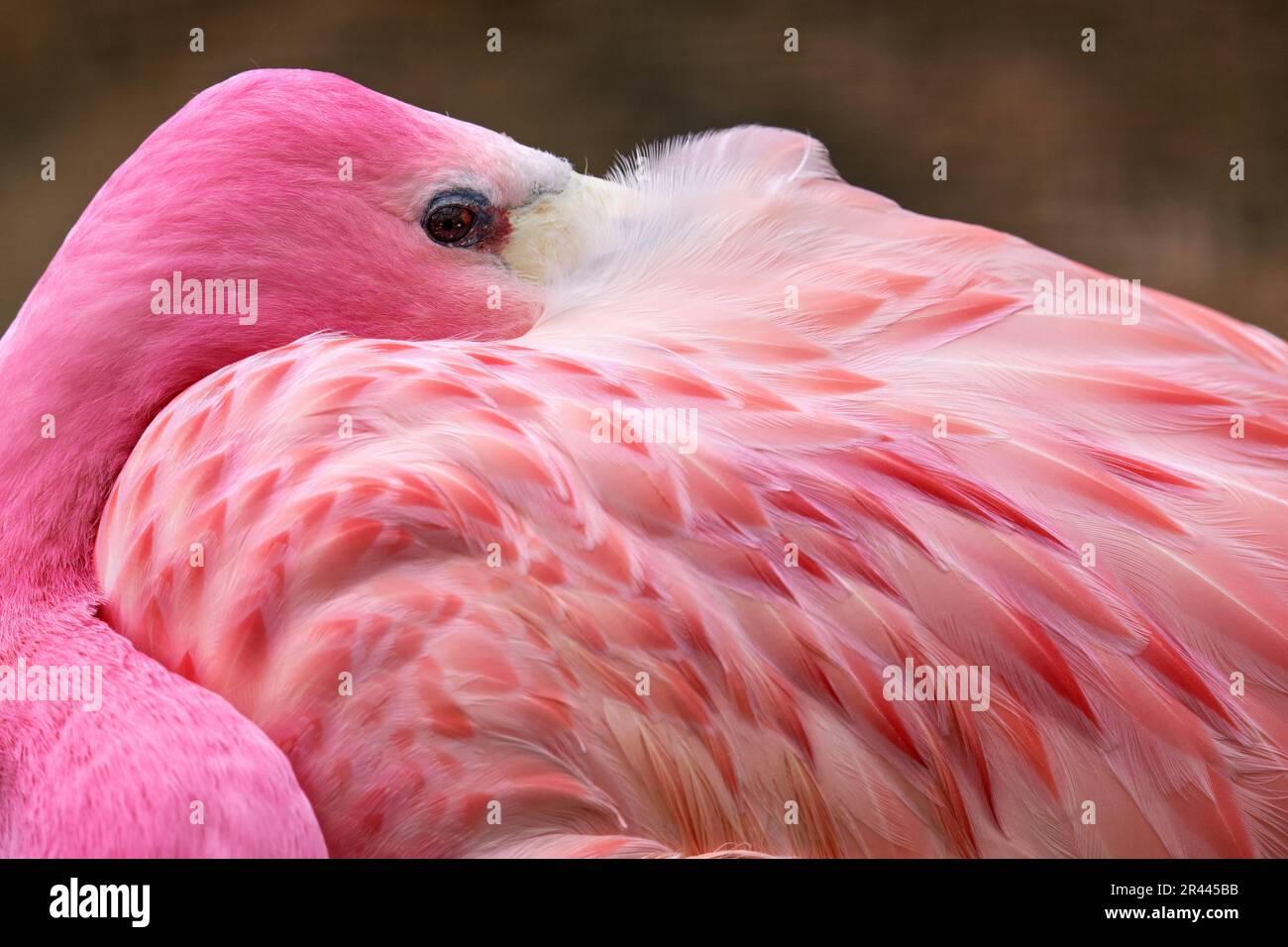 Bolivia - Andean flamingo, Phoenicoparrus andinus, native to the Andes ...