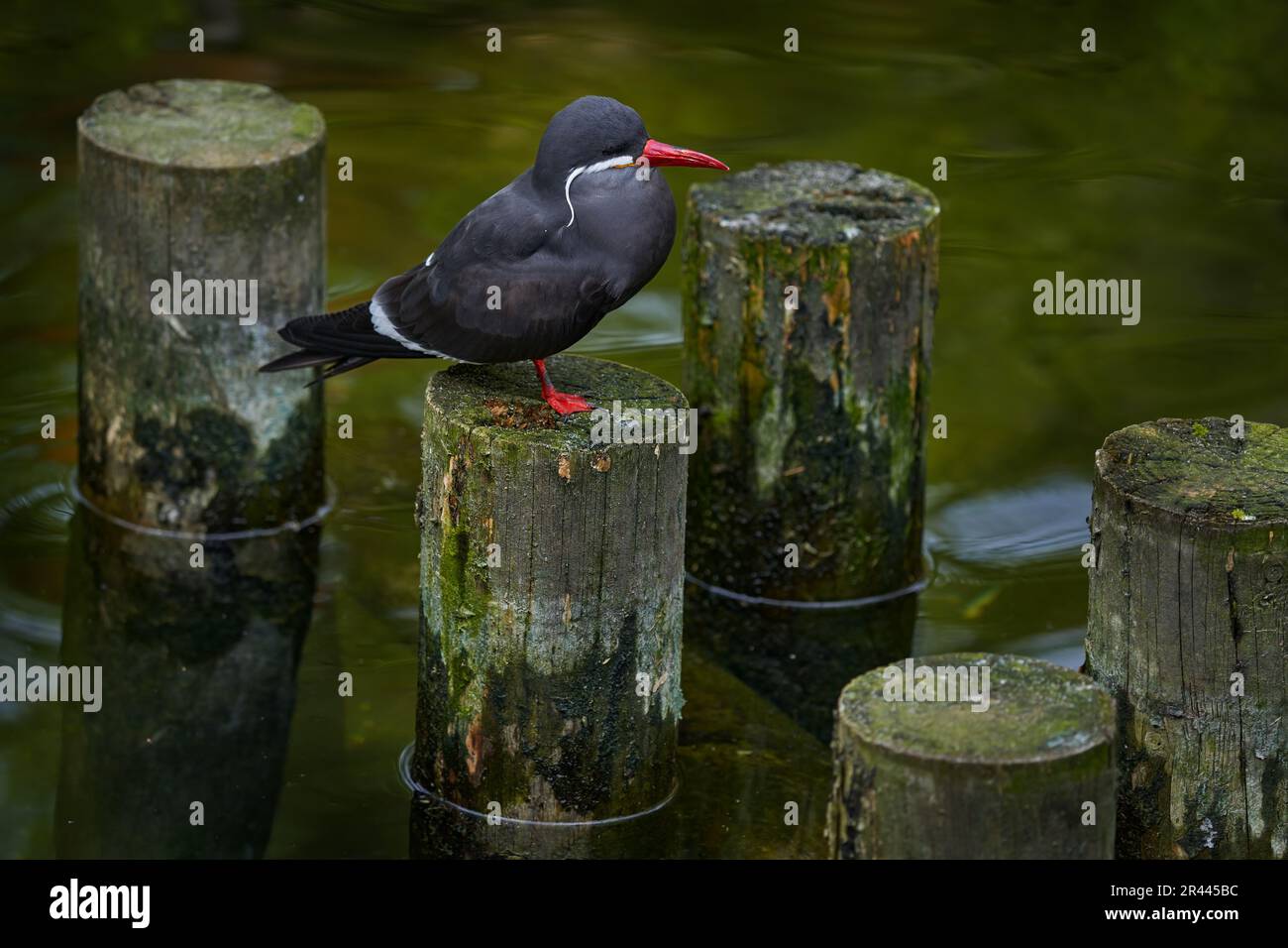 Black Inca Tern with red bill, Peru. Inca Tern, Larosterna inca, bird ...