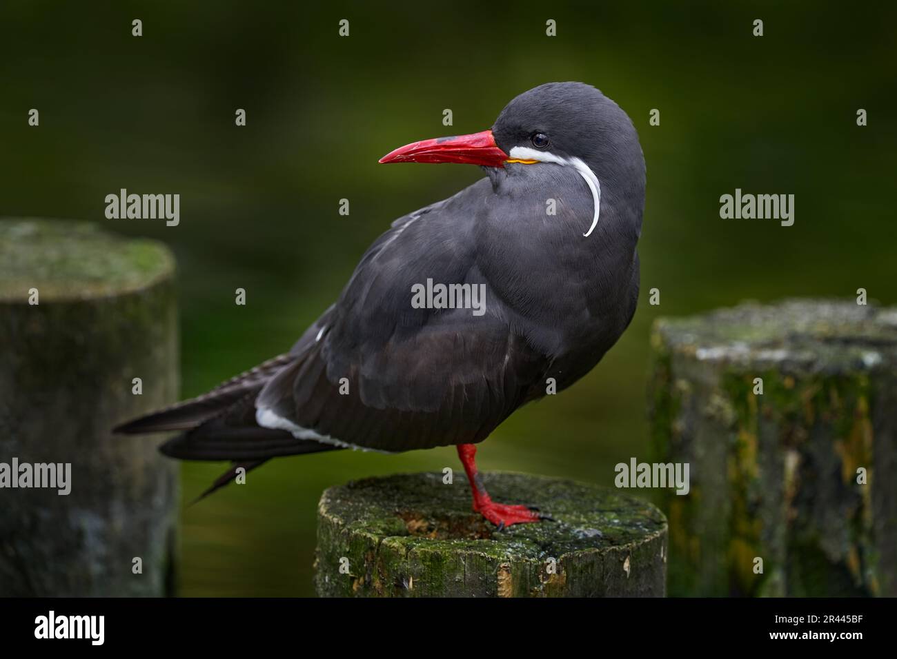 Black Inca Tern with red bill, Peru. Inca Tern, Larosterna inca, bird ...