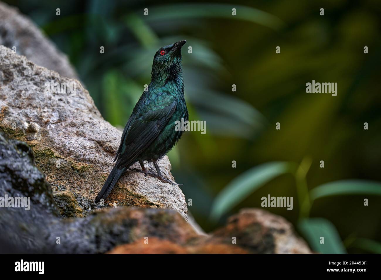Brunei wildlife hi-res stock photography and images - Alamy