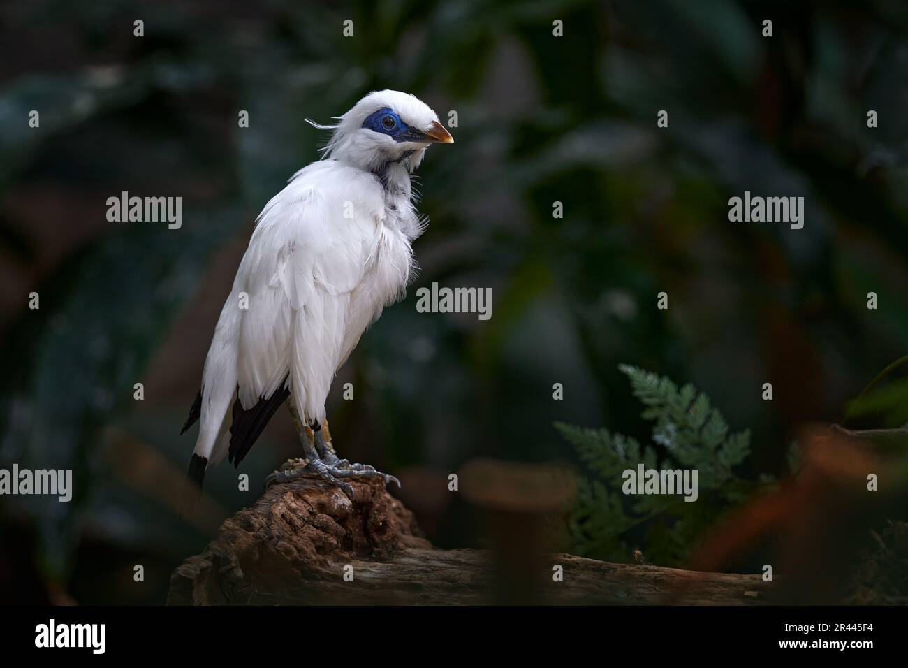 Bali mynah habitat hi-res stock photography and images - Alamy