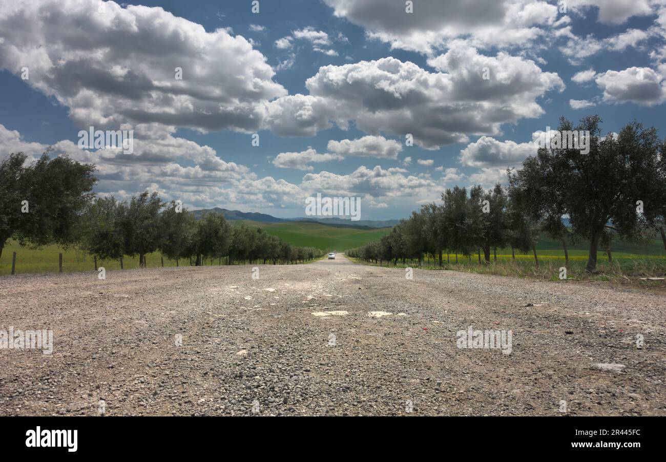 low angle view gravel road between olive trees and below a cloudscape ...