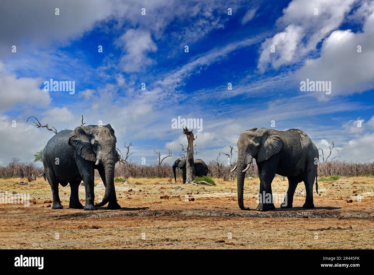 Dry season, hot day in Africa. Elephants with blue sky and white clouds ...