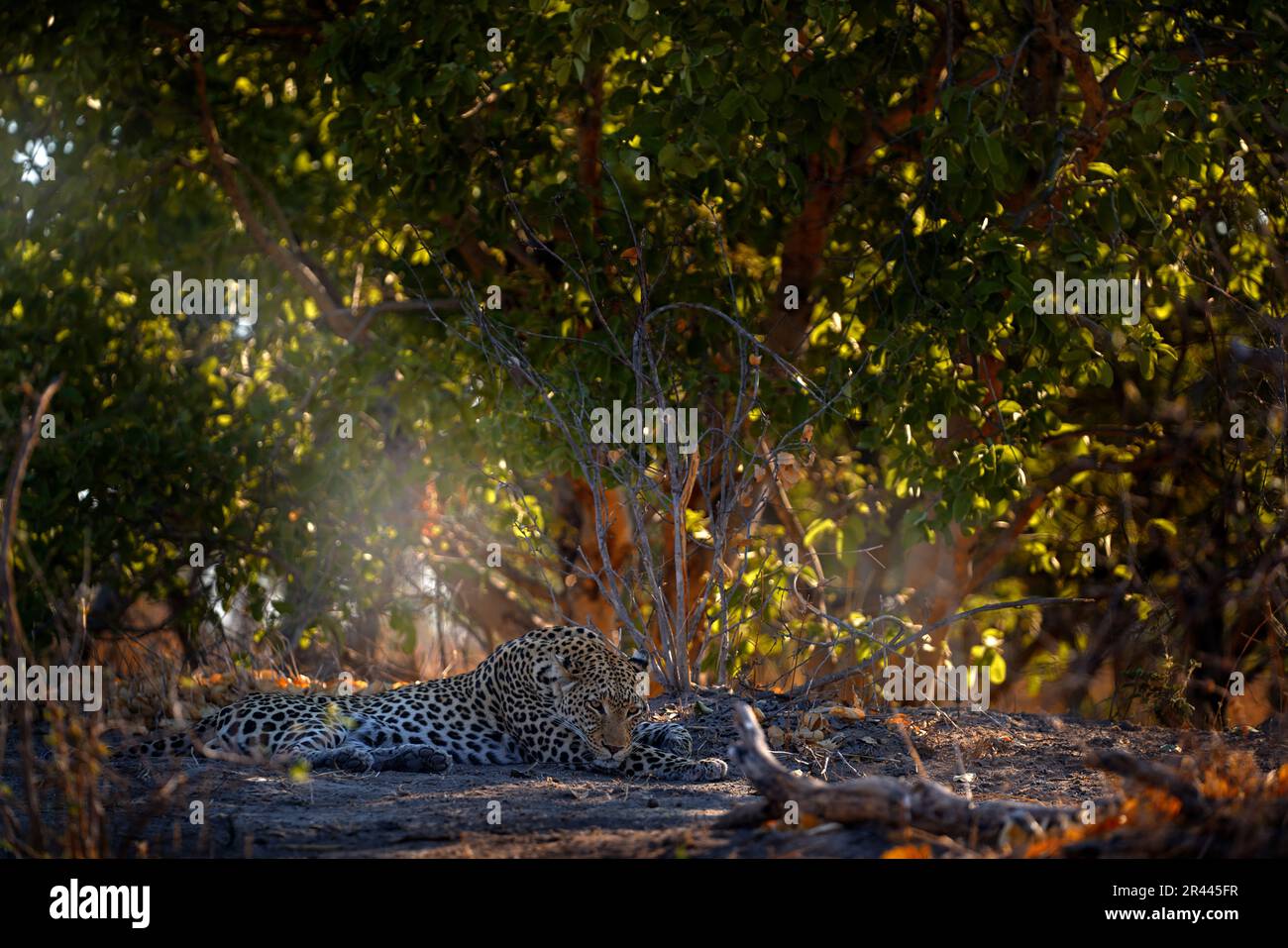 Leopard in the nature, lying under the tree. Leopard in Savuti, Chobe ...