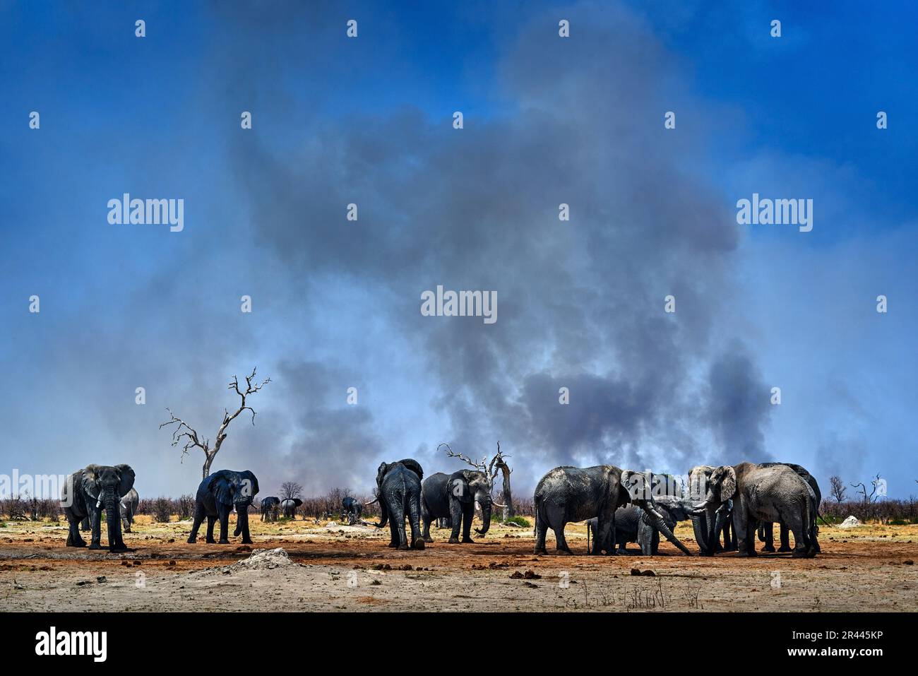 Wildfire in Africa, herd of elephants in smother smoke and black ash ...