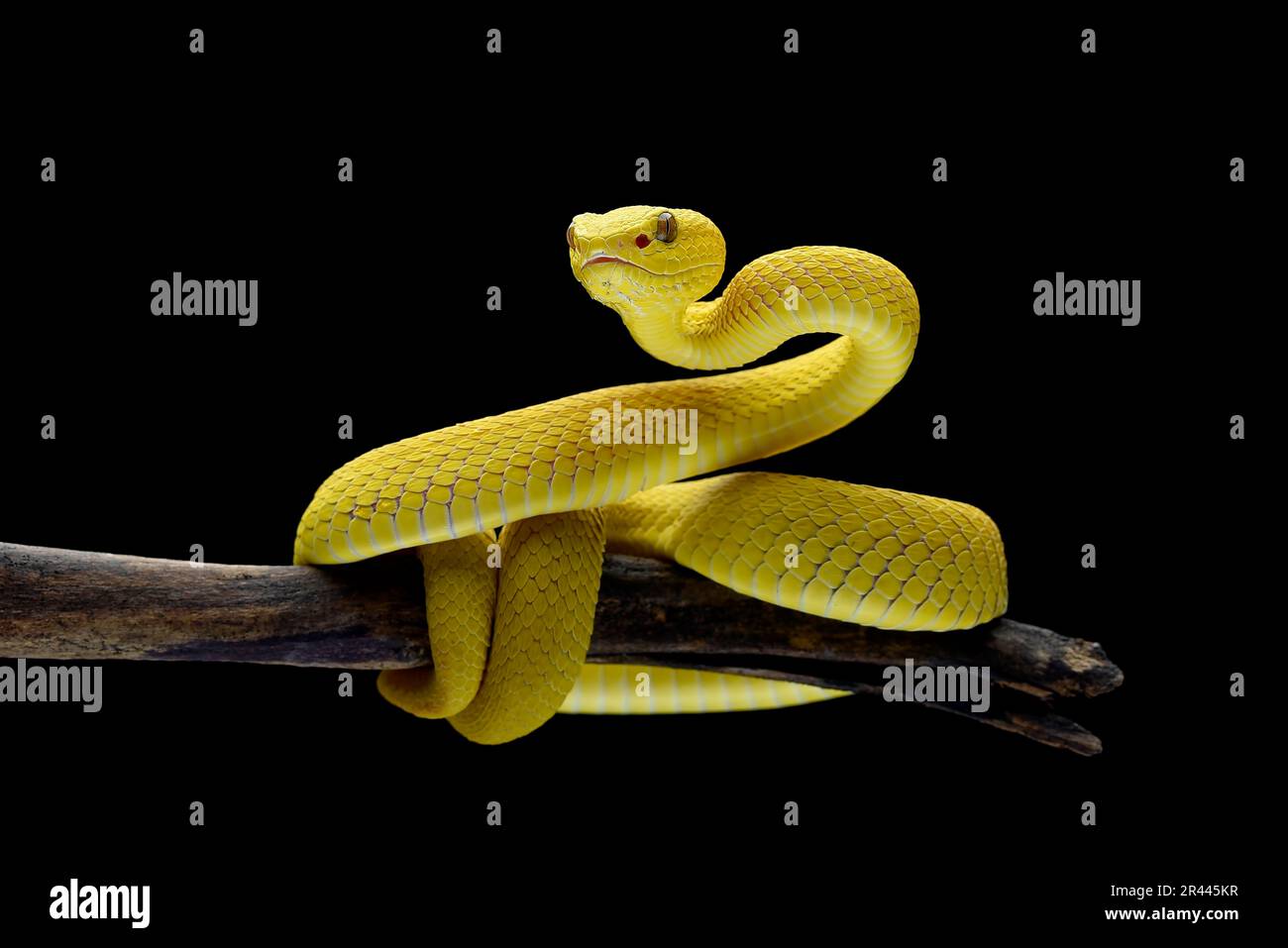 White-lipped tree viper coiled around tree branch Stock Photo - Alamy