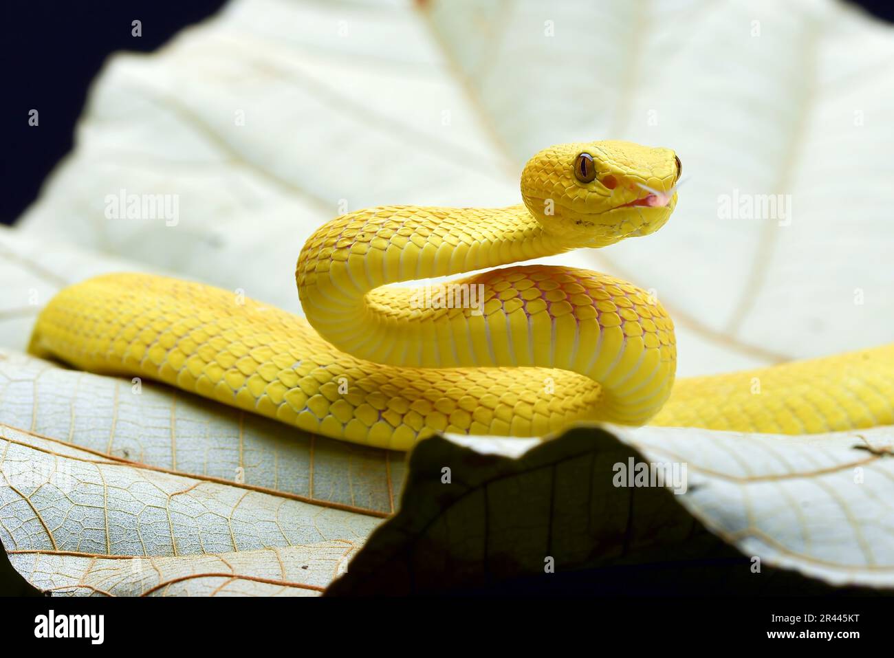 White-lipped tree viper coiled around tree branch Stock Photo - Alamy
