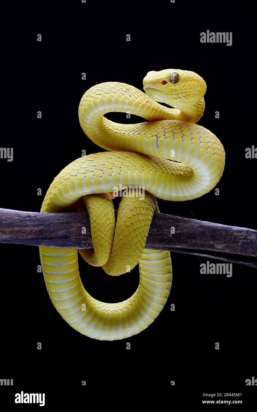 White-lipped tree viper coiled around tree branch Stock Photo - Alamy