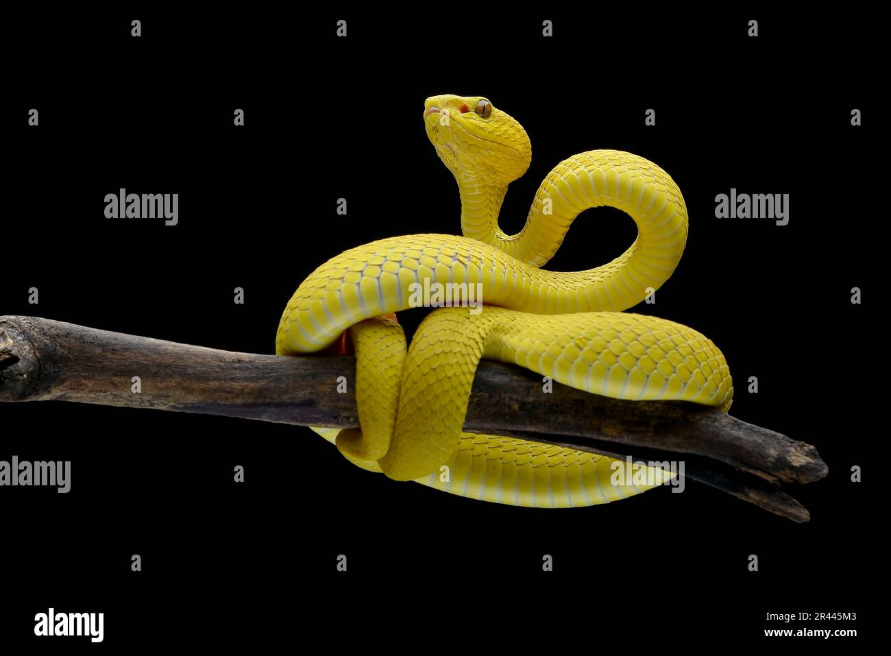 White lipped tree viper hi-res stock photography and images - Alamy