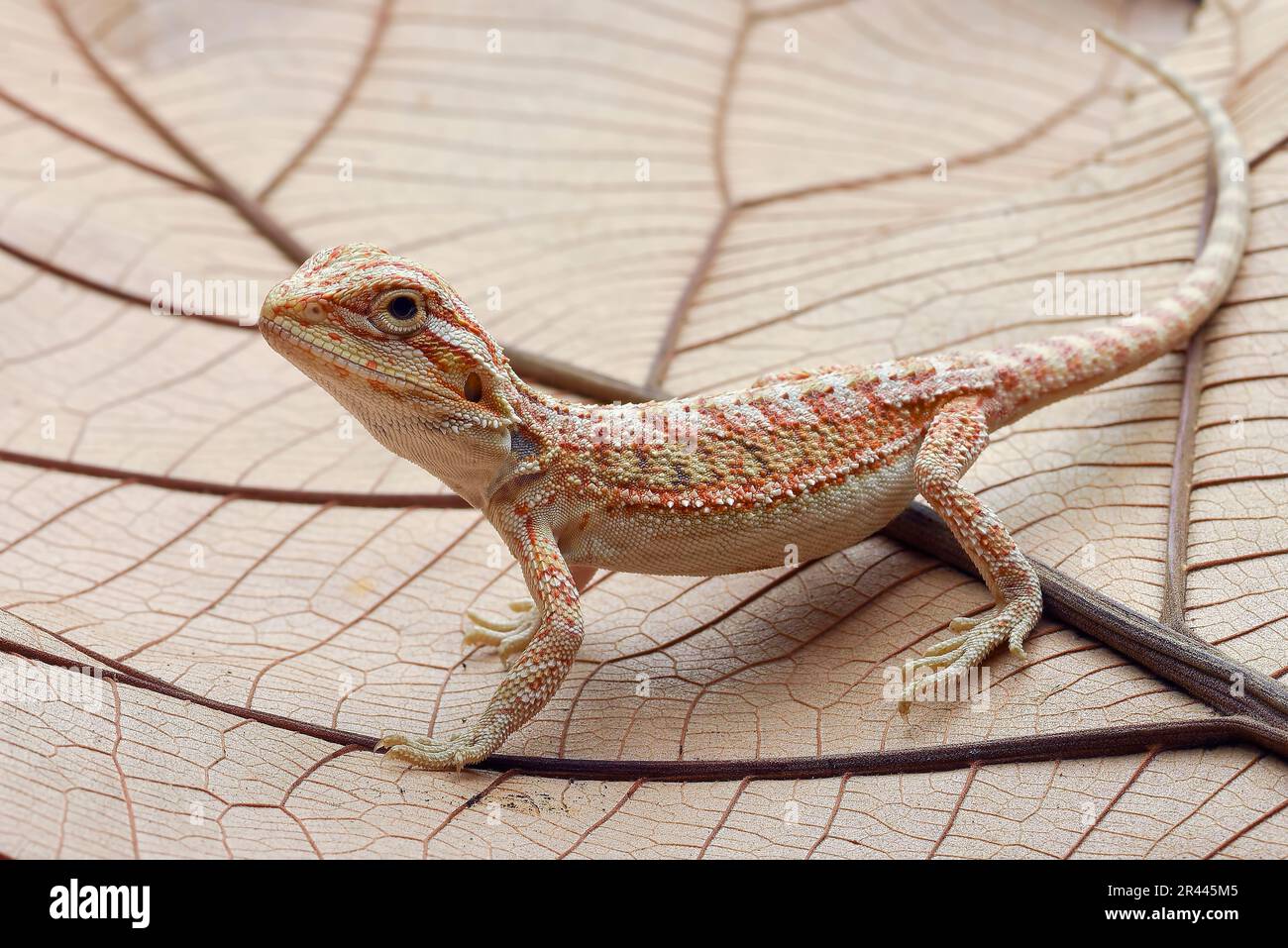 Baby bearded dragon lizard playing on a leaf Stock Photo - Alamy