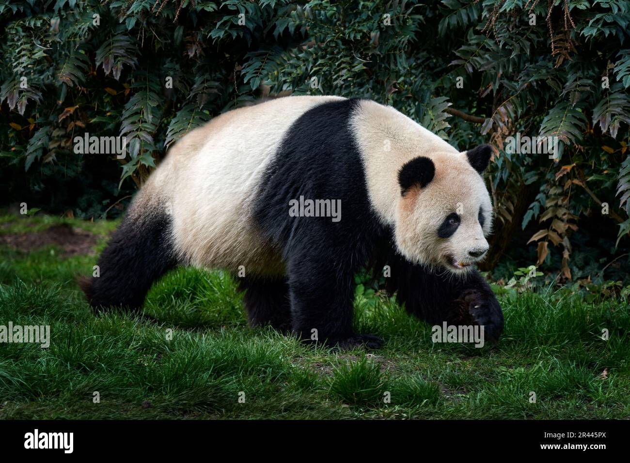 Panda walk in green forest vegetation. Wildlife scene from China nature ...