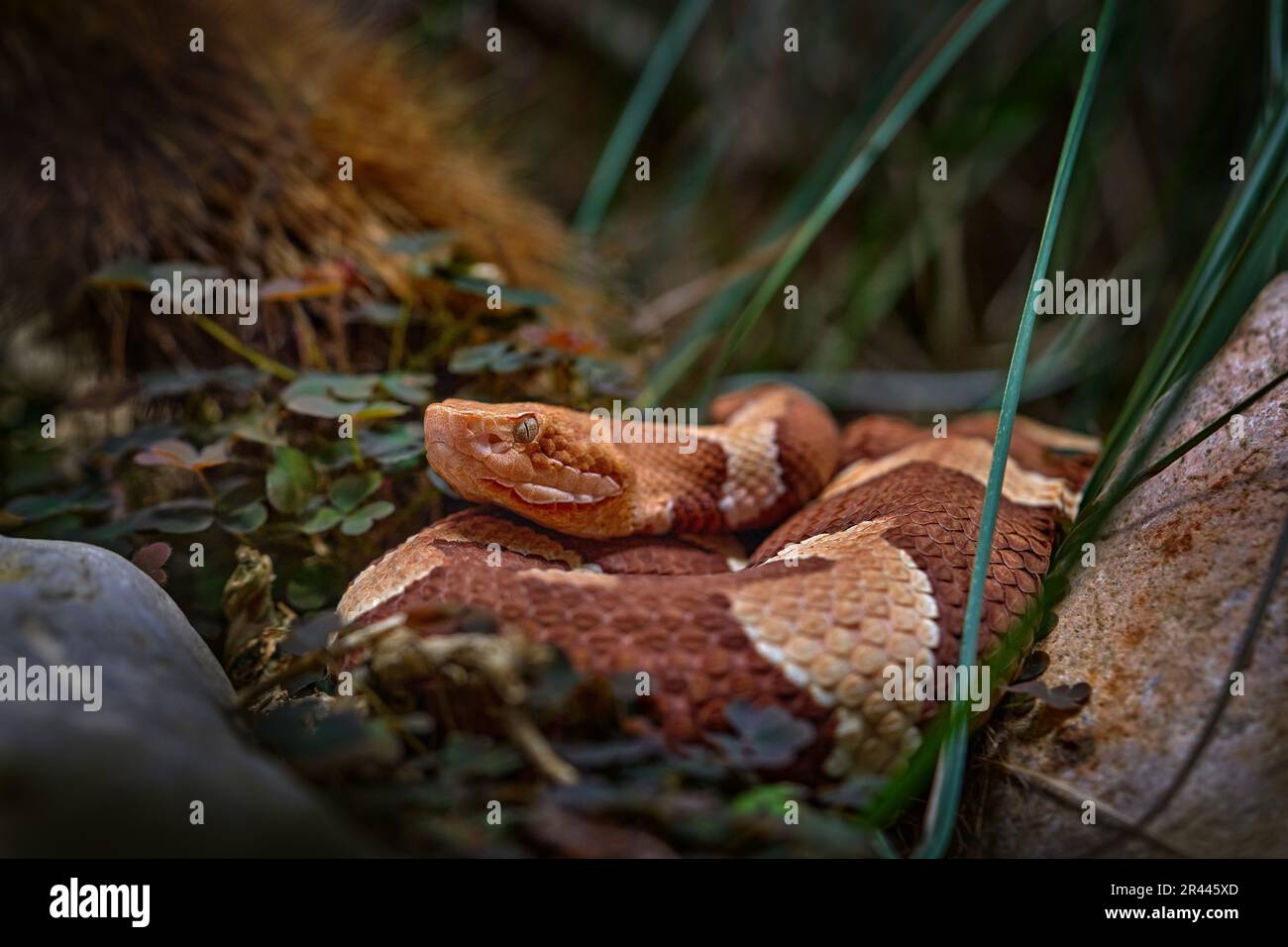 Trans-Pecos Copperhead Agkistrodon contortrix pictigaster, Texas, North ...