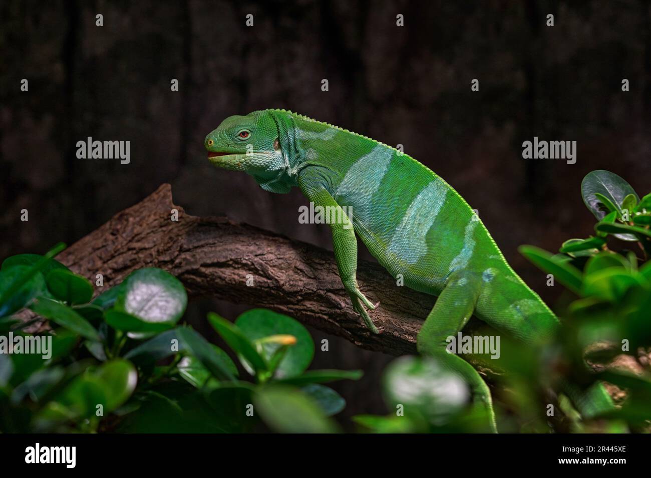Fiji banded iguana, Brachylophus bulabula, green lizard sitting on the ...