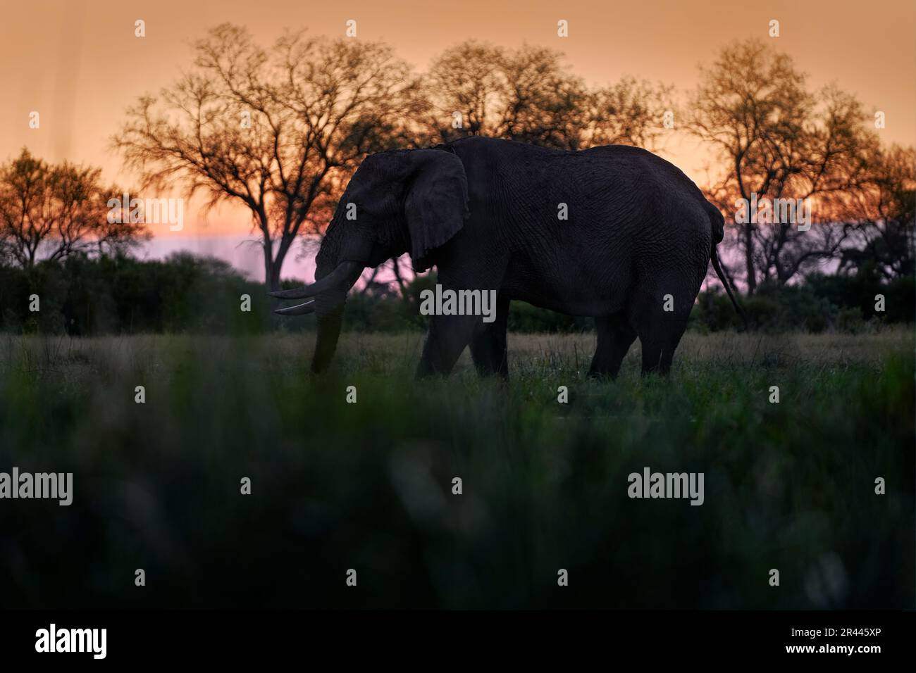 Nature in Africa. Elephant in the Khwai River, Moremi Reserve in ...
