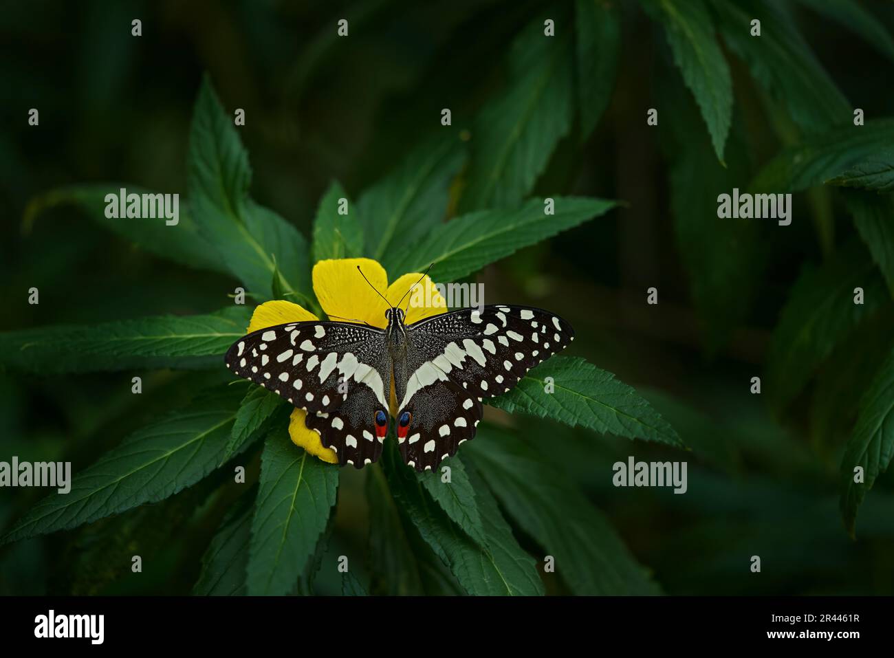 Butterfly from South Africa and Zimbabwe. Papilio demodocus Insect on ...
