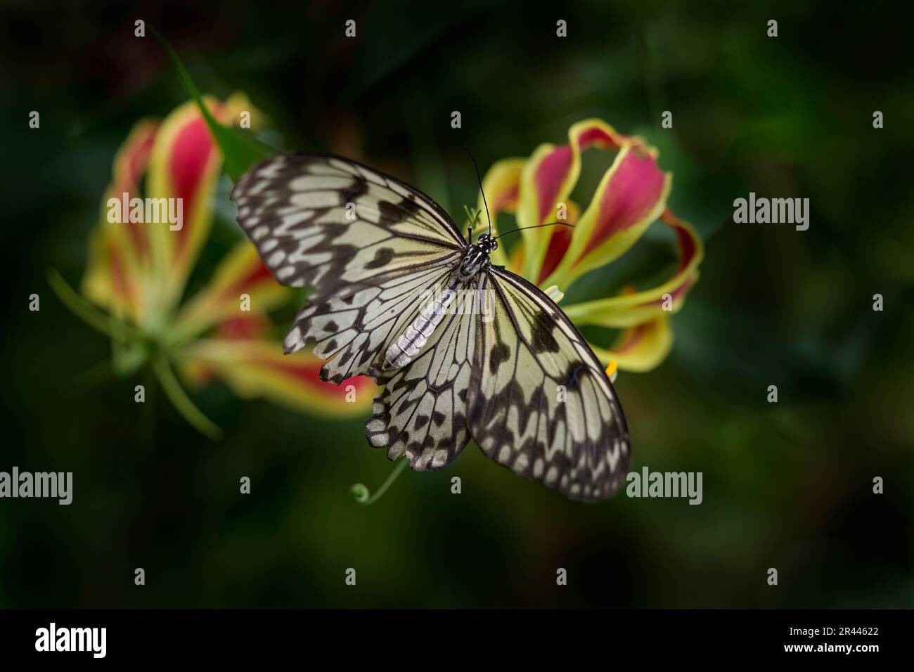 Morpho polyphemus, the white morpho, white butterfly of Mexico and ...