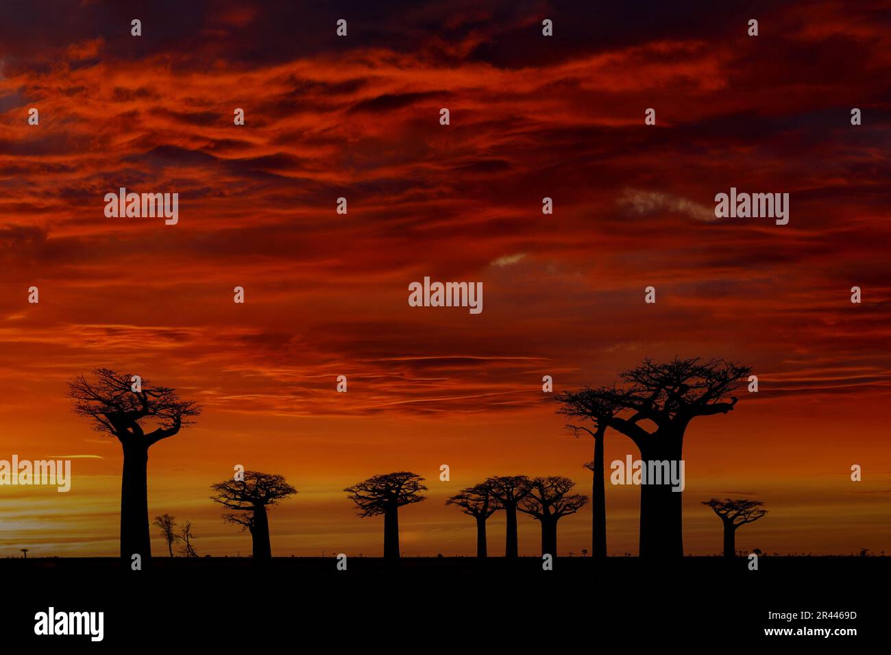 Madagascar, baobat red sunset. lley of the Baobabs landscape from ...