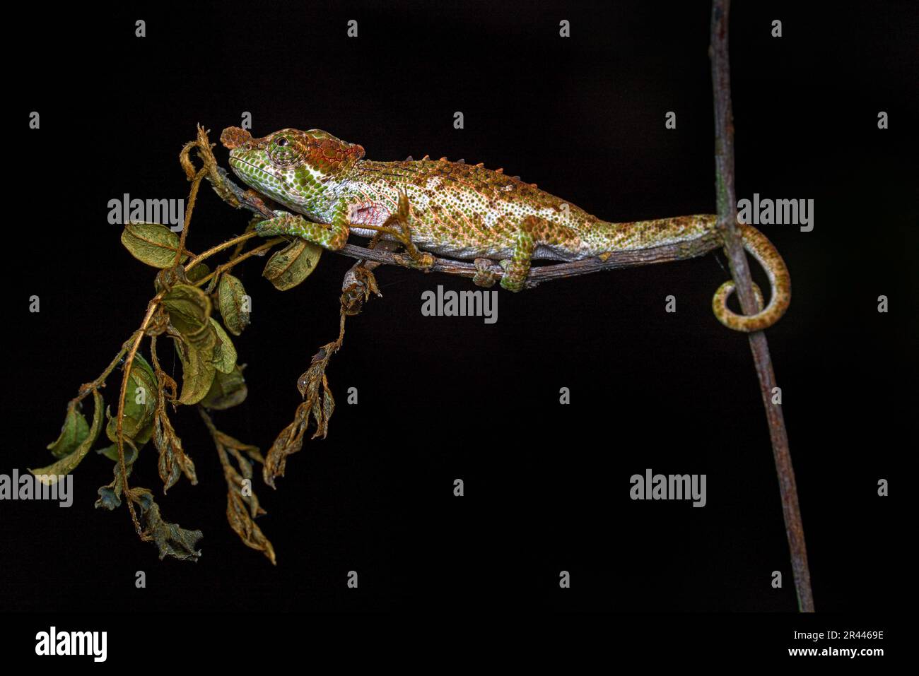 Short nosed deceptive chameleon hi-res stock photography and images - Alamy