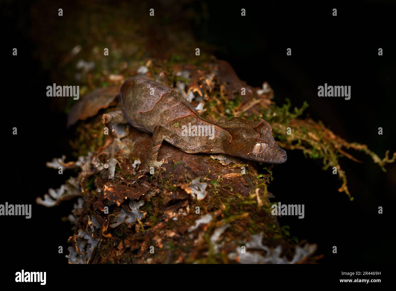 Satanic leaf-tailed gecko, Uroplatus phantasticus, lizard from ...