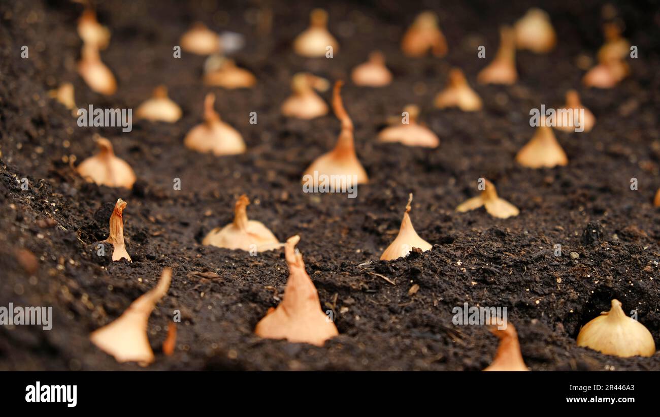 Onion weed bulbs hi-res stock photography and images - Alamy