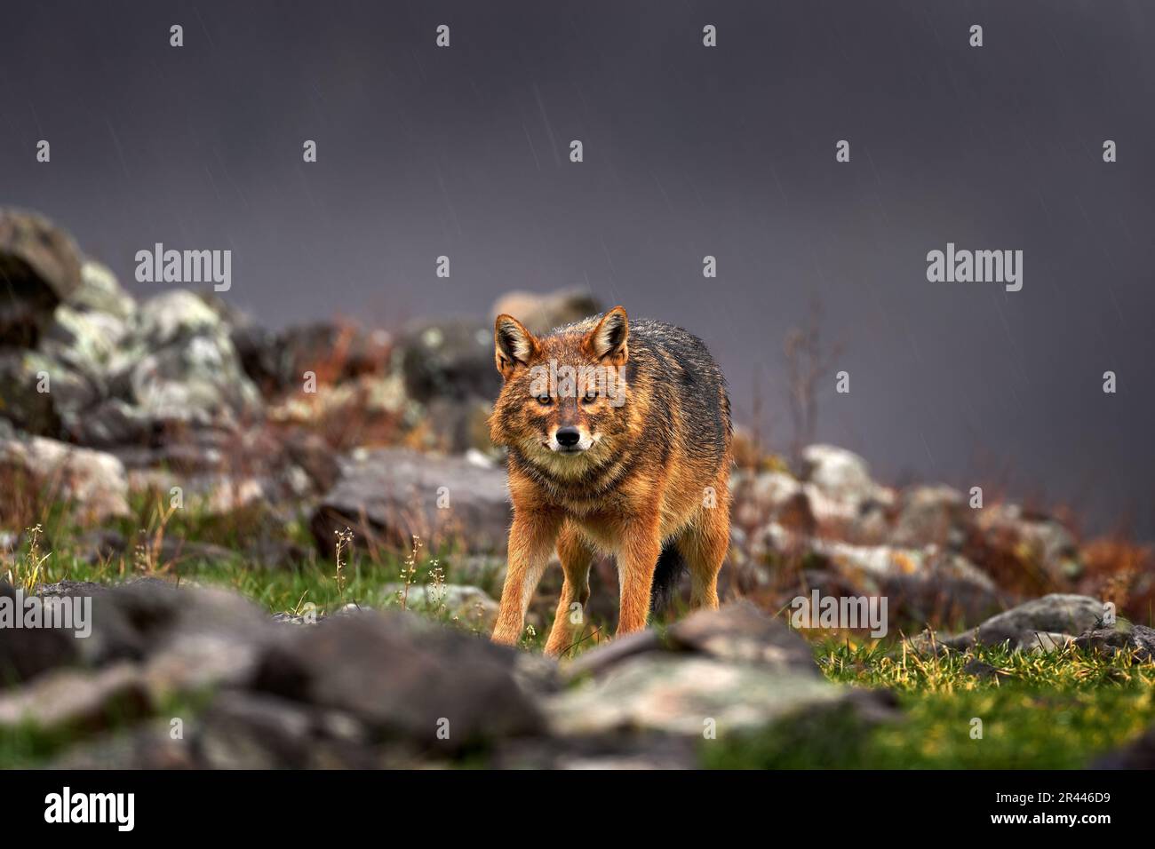 Golden jackal, Canis aureus, feeding scene on stone rock, Eastern ...