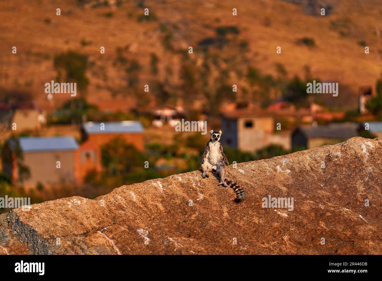Madagascar urban wildlife, lemur in the city house. Madagascar wildlife ...