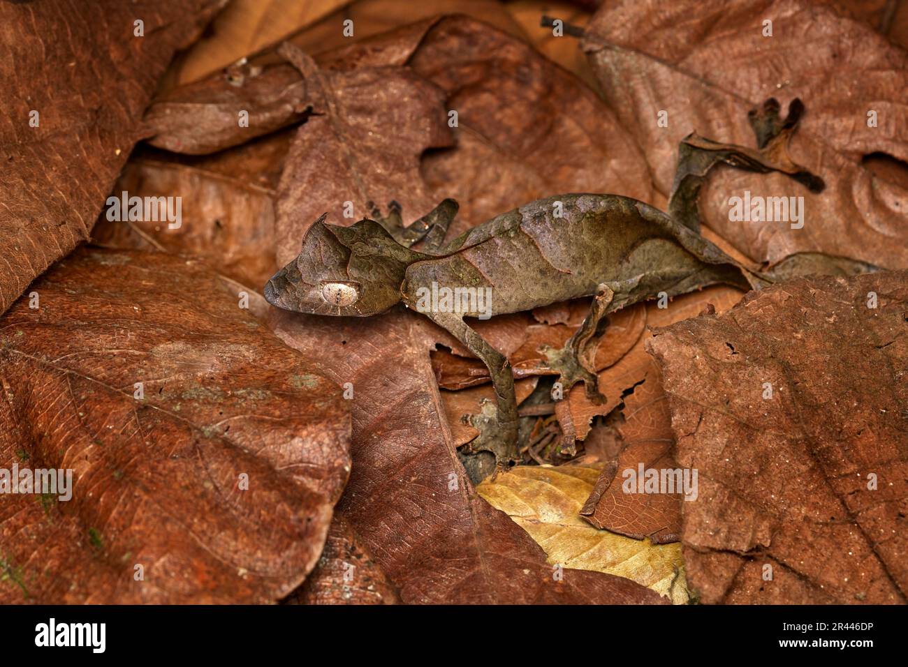 Satanic leaf-tailed gecko, Uroplatus phantasticus, lizard from ...