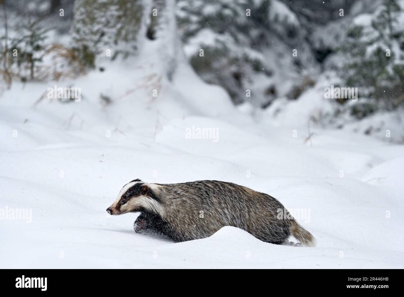 Badger in snow, winter condition in the forest. Badger in the forest ...