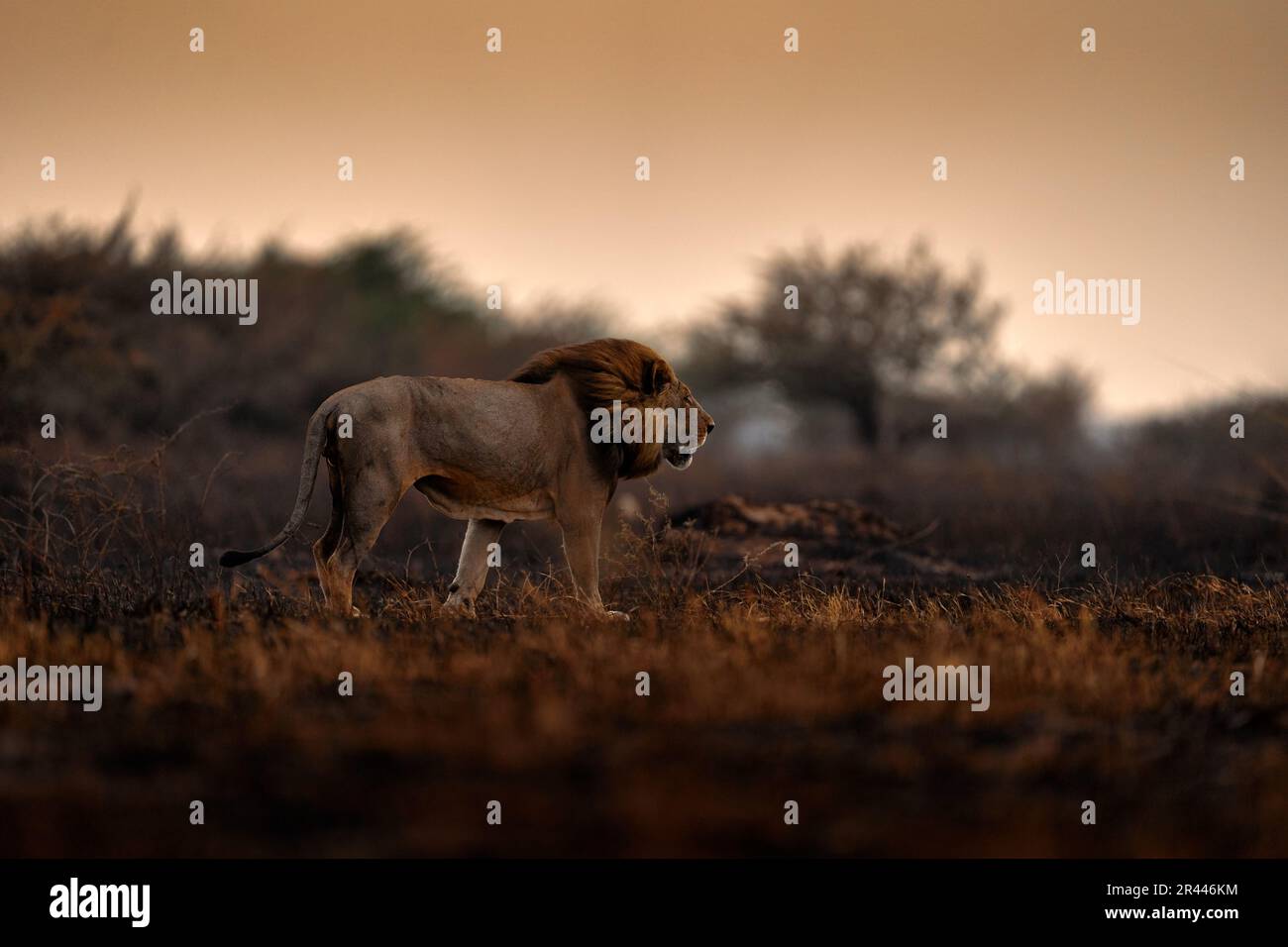 Lion, fire burned destroyed savannah. Animal in fire burnt place, lion ...