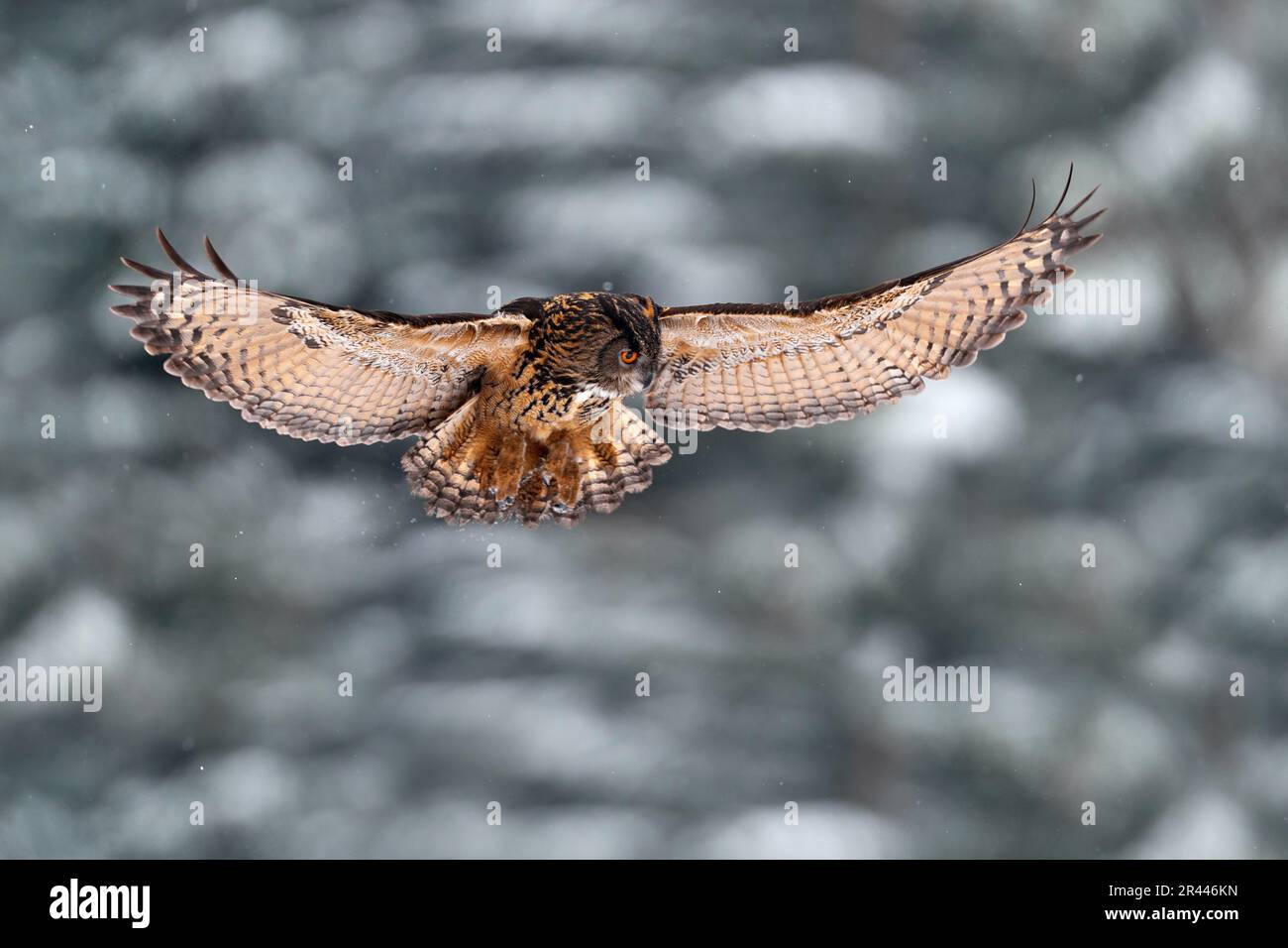 Winter snow wildlife. Flying Eurasian Eagle owl with open wings with ...