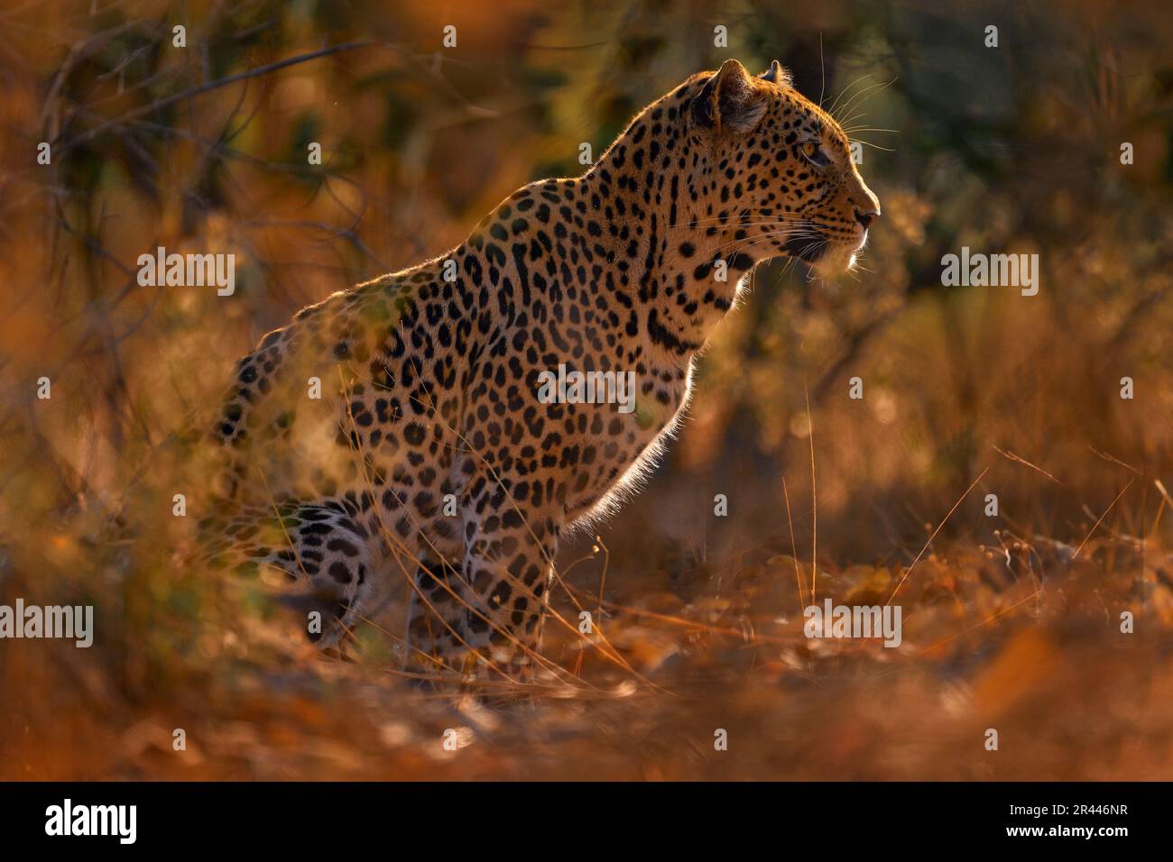 Leopard sunset in Savuti, Chobe NP in Botswana. Africa wildlife. Wild ...