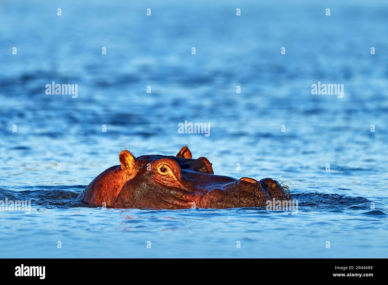 African Hippopotamus, Hippopotamus amphibius capensis, Okavango delta ...
