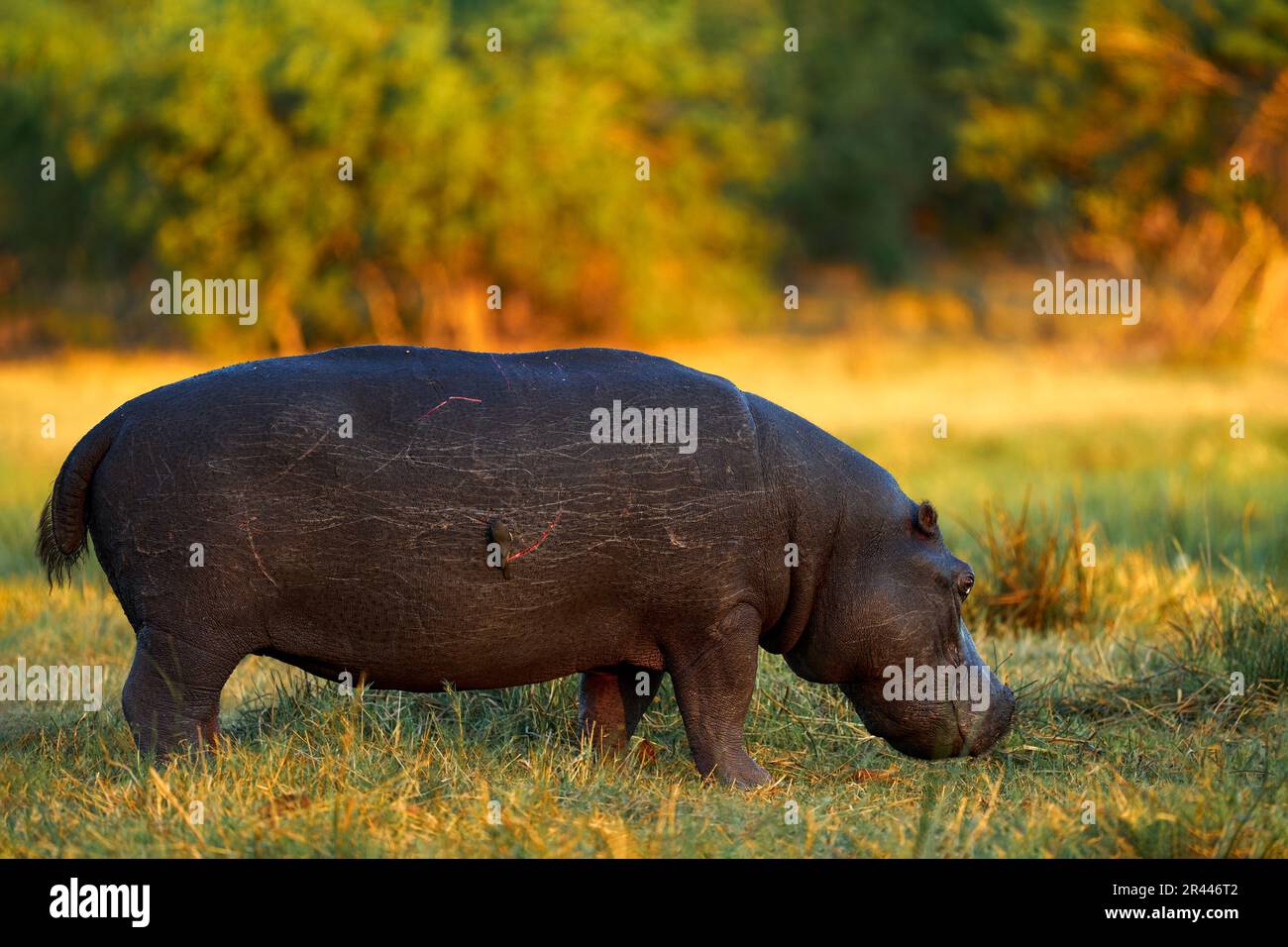 African Hippopotamus, Hippopotamus amphibius capensis, Okavango delta ...