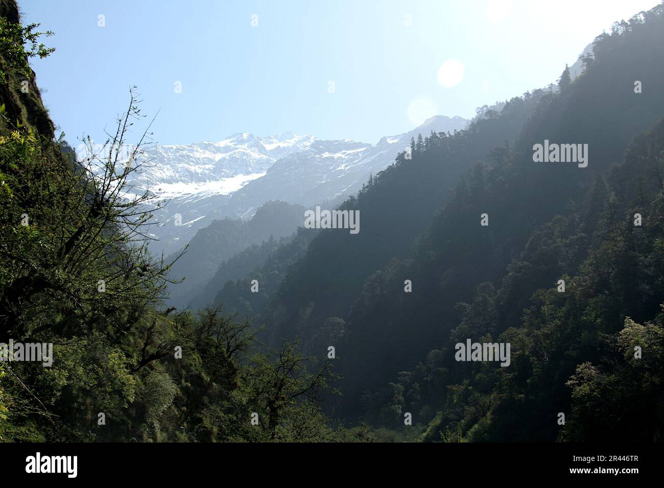 Landscape of green, thick tree mountains in foreground and ice-capped ...
