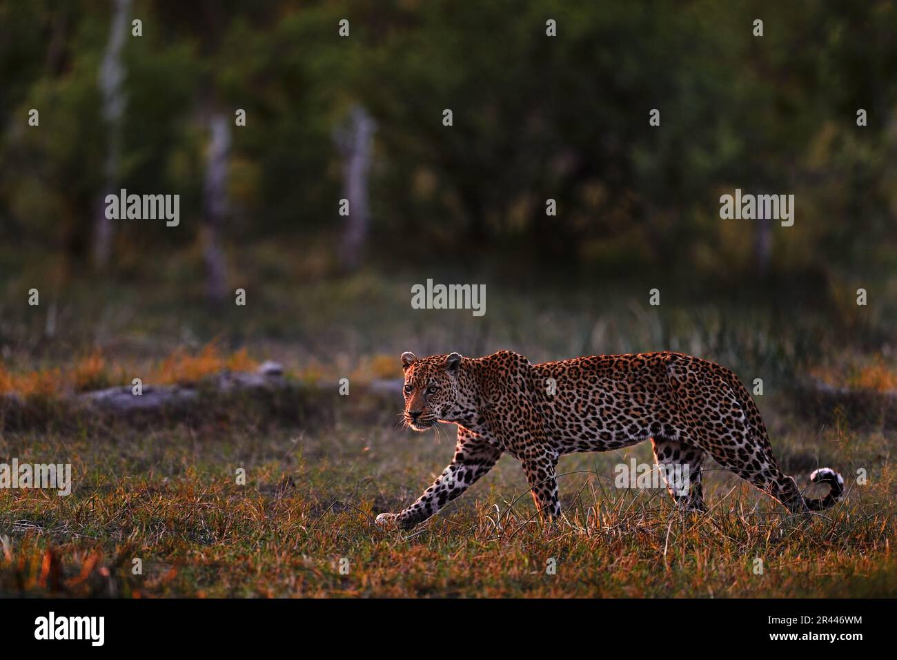 Leopard sunset, walk. Leopard, Panthera pardus shortidgei, nature ...