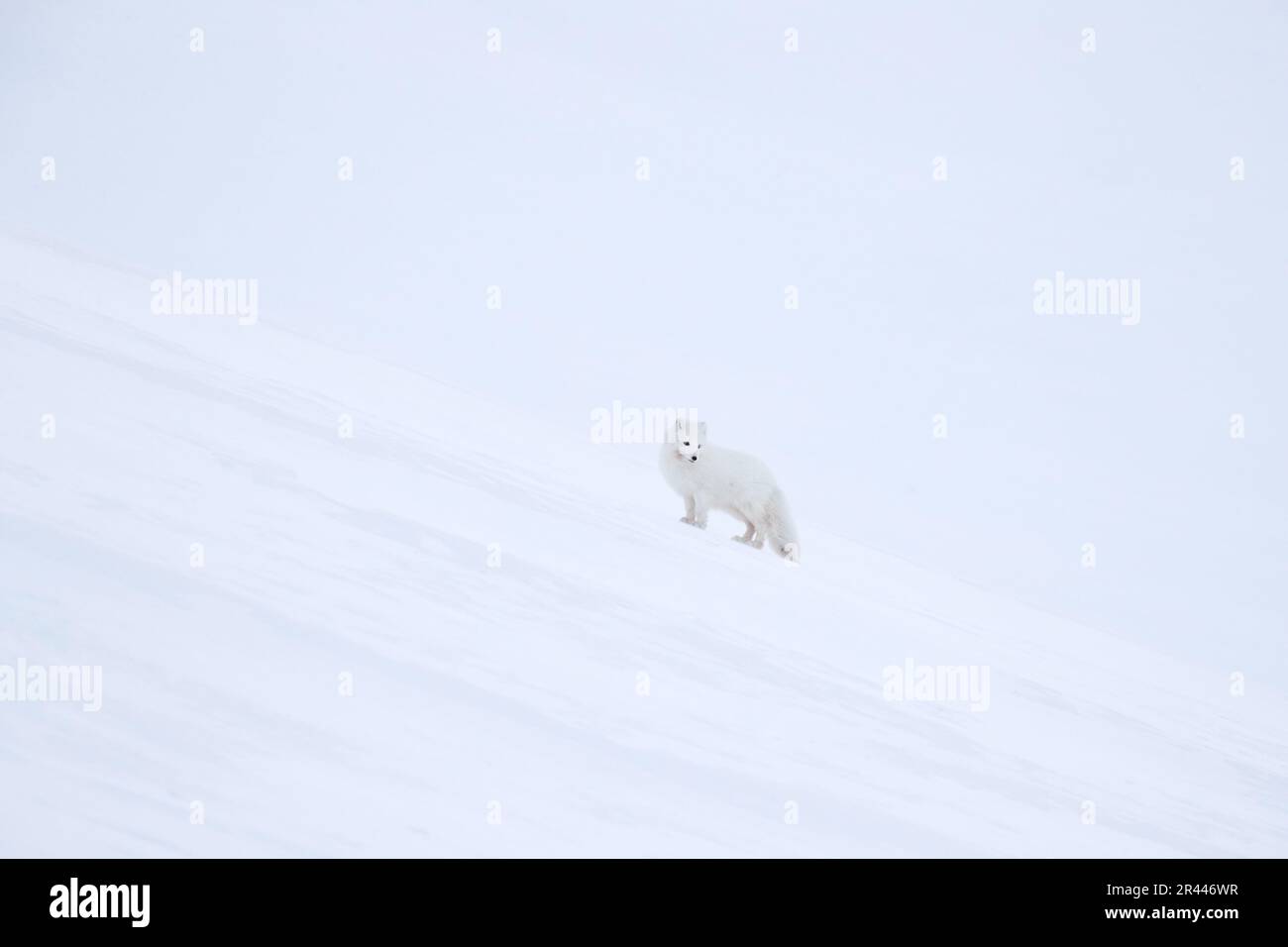 Find the white polar fox in the snow. Arctic fox in wintery landscape ...