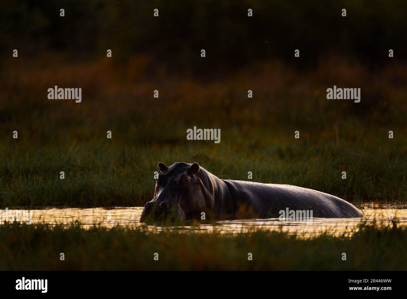 African Hippopotamus, Hippopotamus amphibius capensis, Okavango delta ...