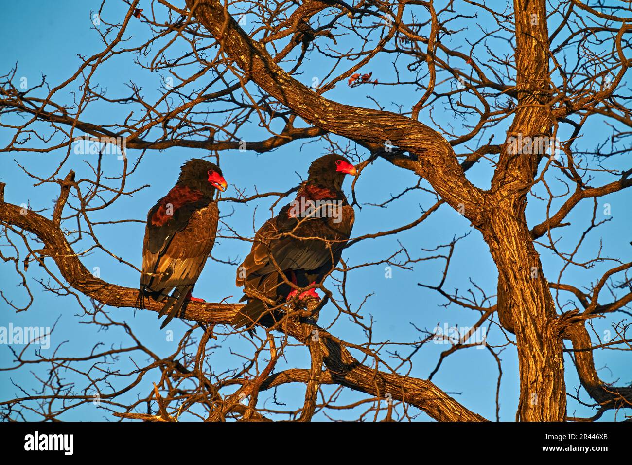 Beautiful evening dark light with eagles pair. Bateleur Eagle ...