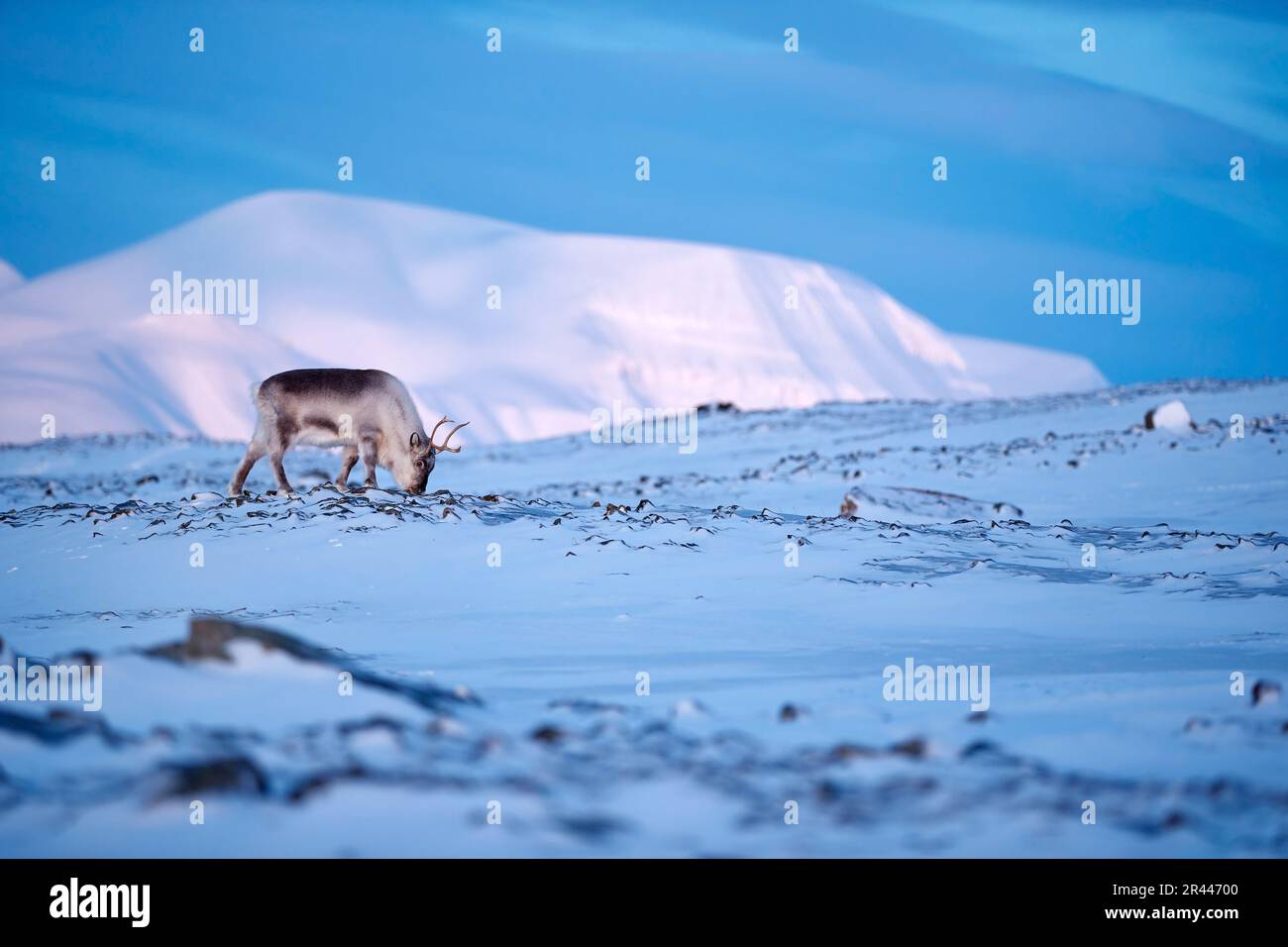 Arctic. Winter landscape with reindeer. Wild Reindeer, Rangifer ...