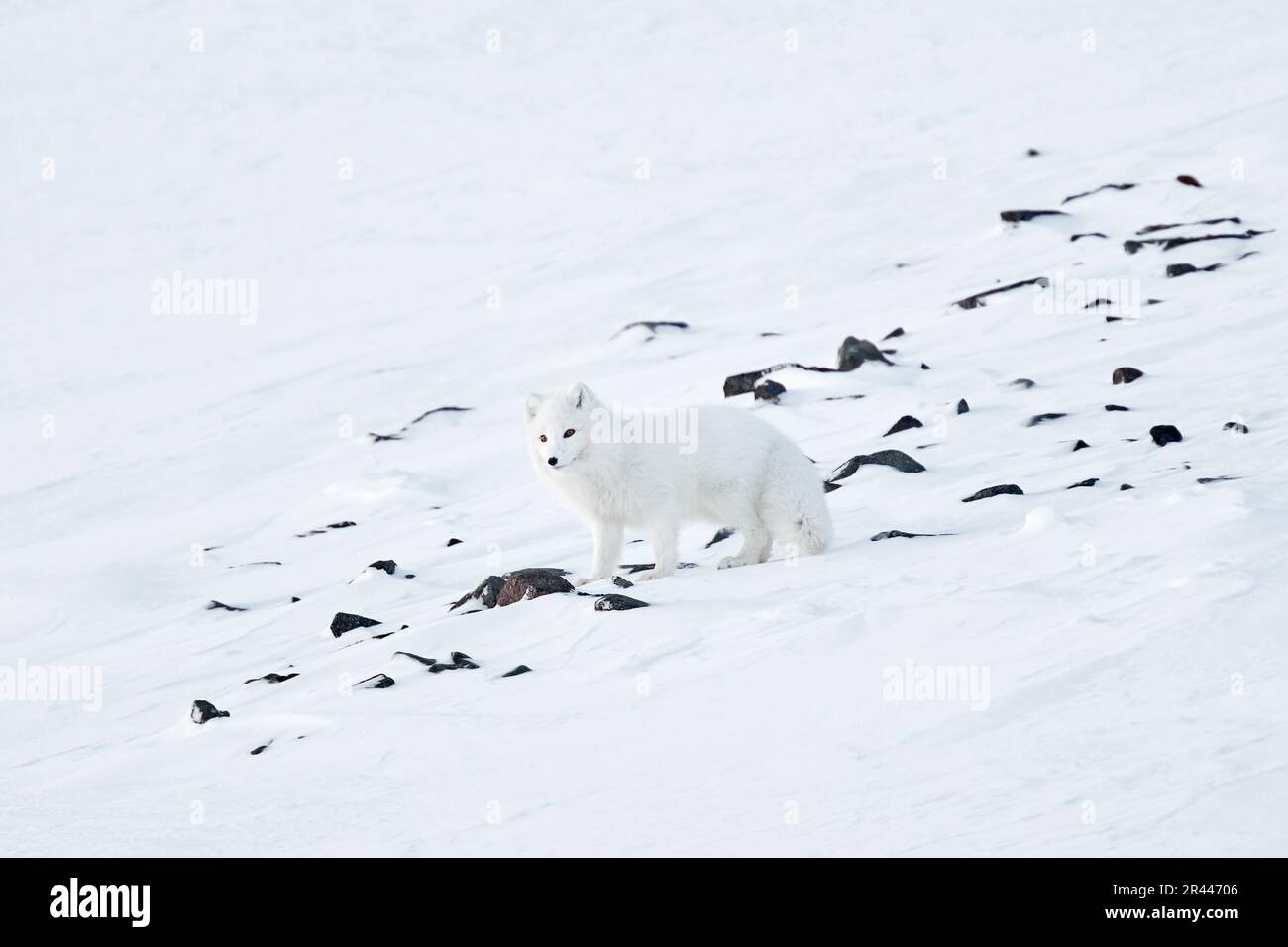 Winter Arctic Fox Habitat Interesting Facts About Arctic Foxes | IFAW