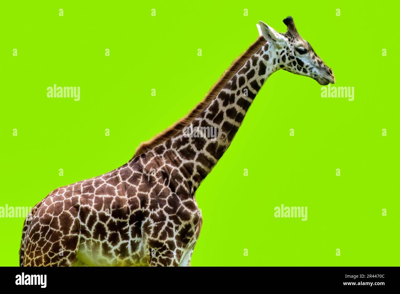 Giraffe animal isolated in green background Stock Photo - Alamy