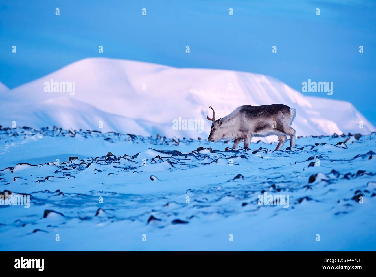 Arctic. Winter landscape with reindeer. Wild Reindeer, Rangifer ...