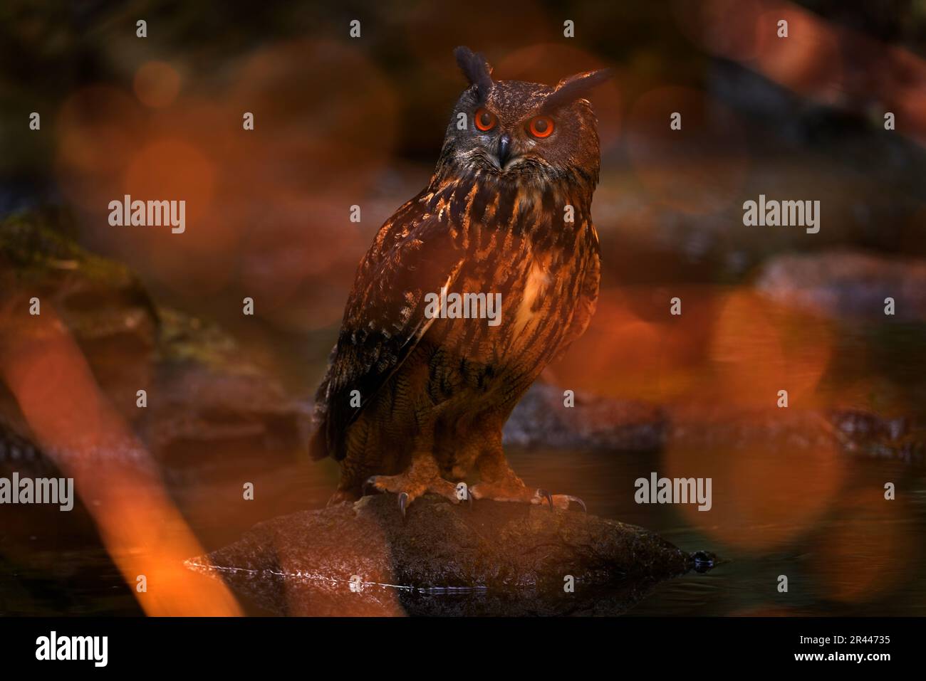 Big owl in forest habitat, sitting on old tree trunk. Eurasian Eagle ...