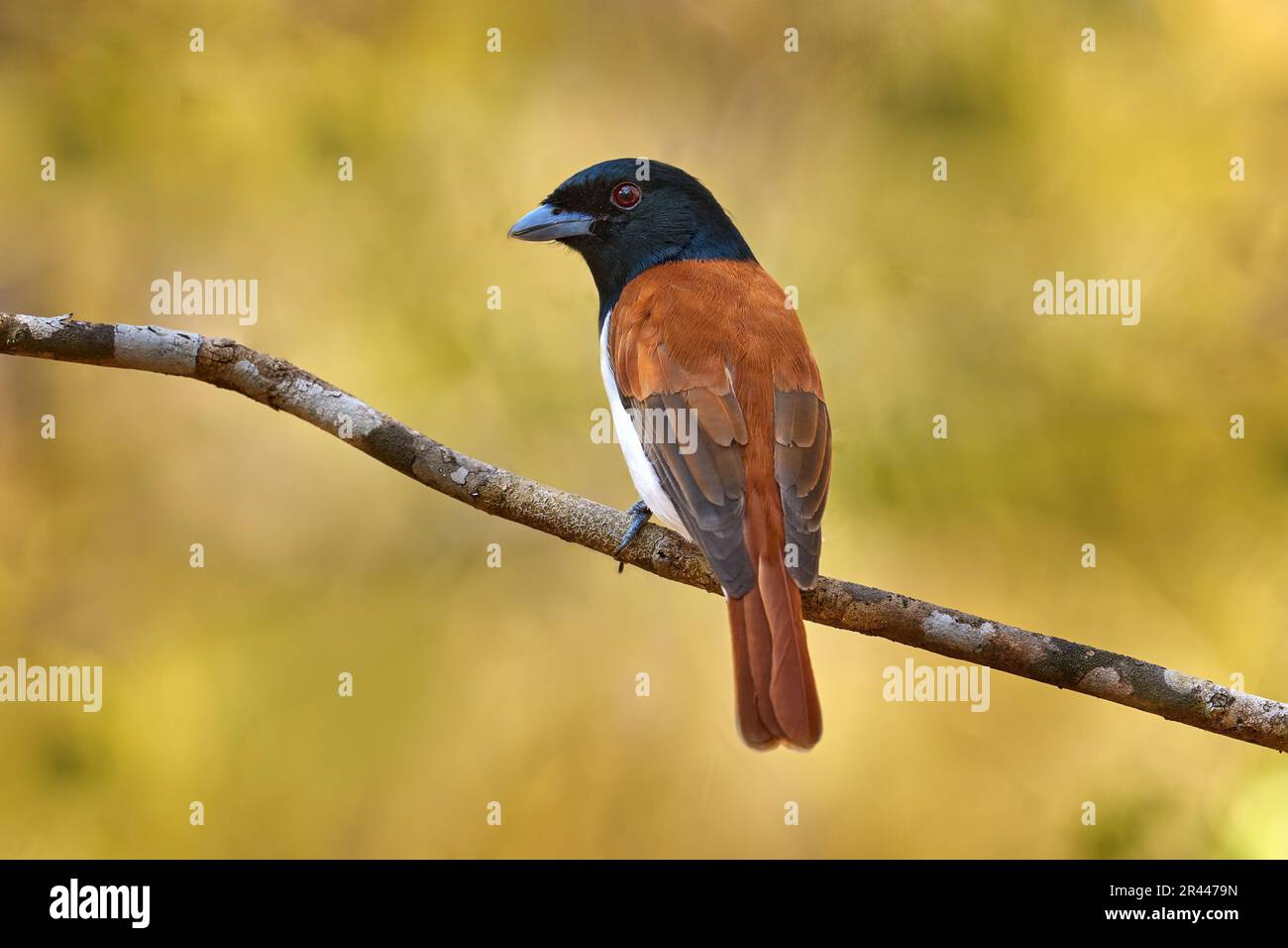 Blue vanga bird hi-res stock photography and images - Alamy