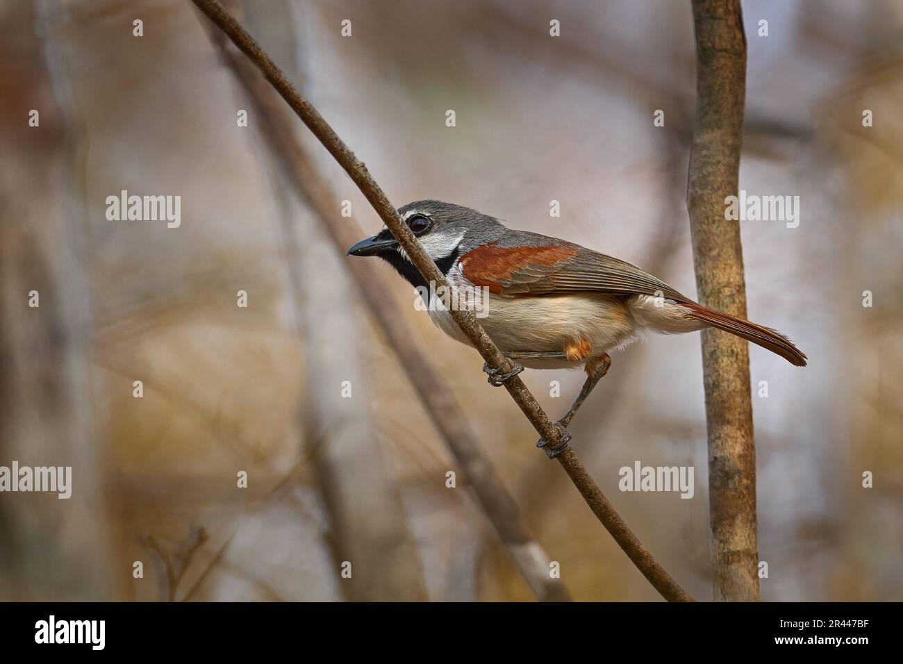 Red-tailed vanga, Calicalicus madagascariensis, bird endemic Madagascar ...
