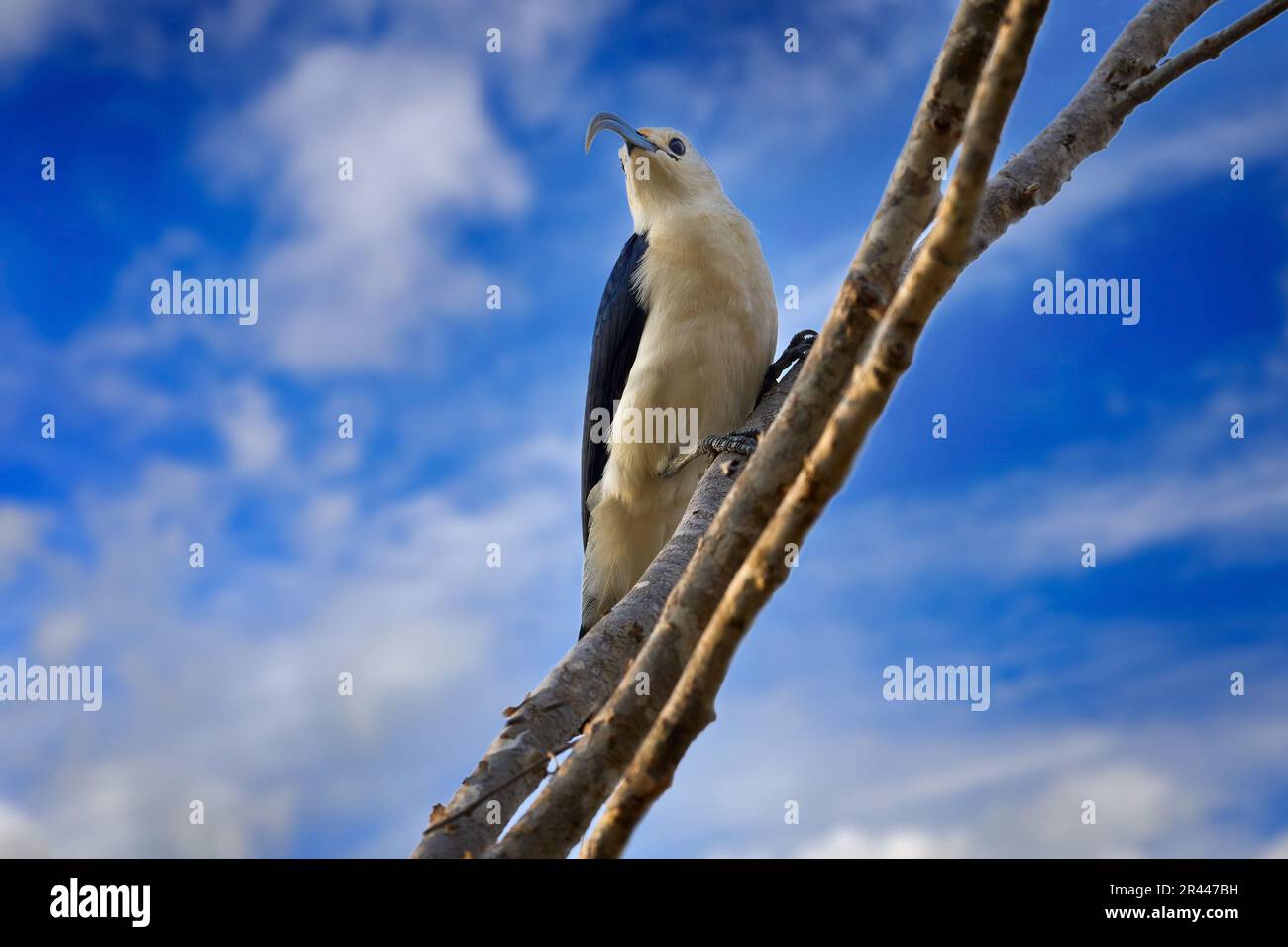 Sickle-billed vanga, Falculea palliata, bird endemic to Madagascar ...