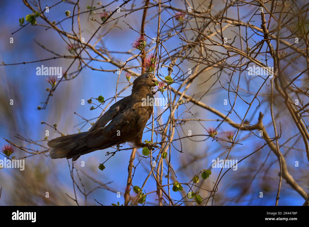 Lesser vasa parrot, Coracopsis nigra, coloured parrot endemic ...