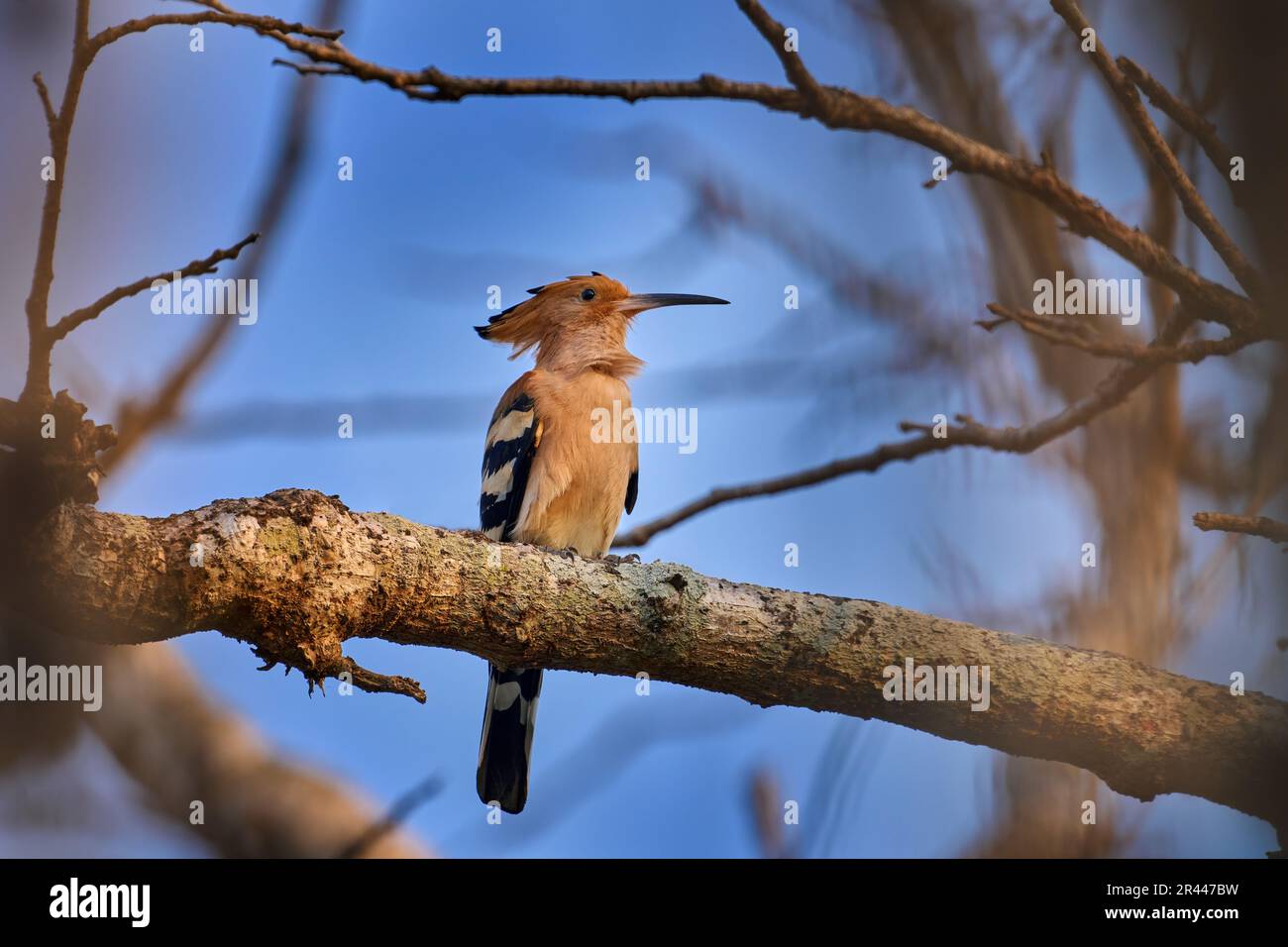 Madagascar hoopoe, Upupa marginata, endemic in the nature habitat ...