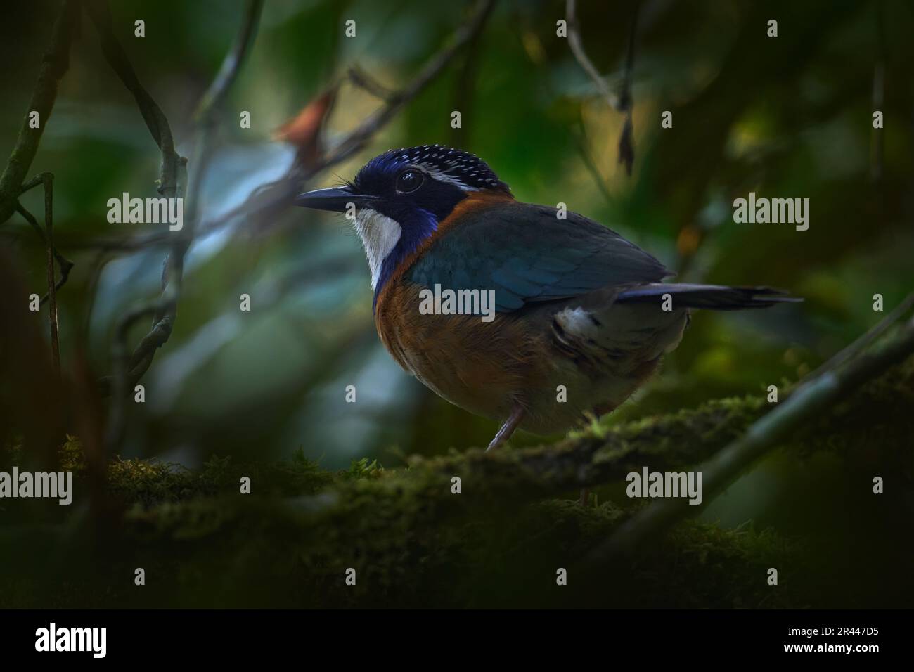 Pitta-like Ground-Roller, Atelornis pittoides, bird endemic to ...